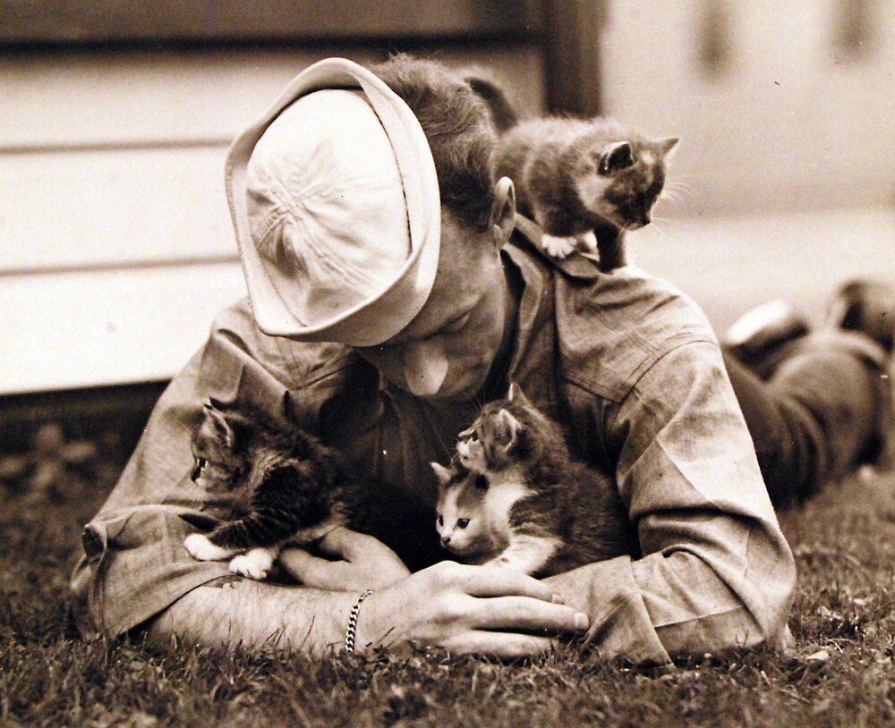 ギャラリー：海軍で活躍した「船乗り猫」たち 写真8点 | ナショナルジオグラフィック日本版サイト