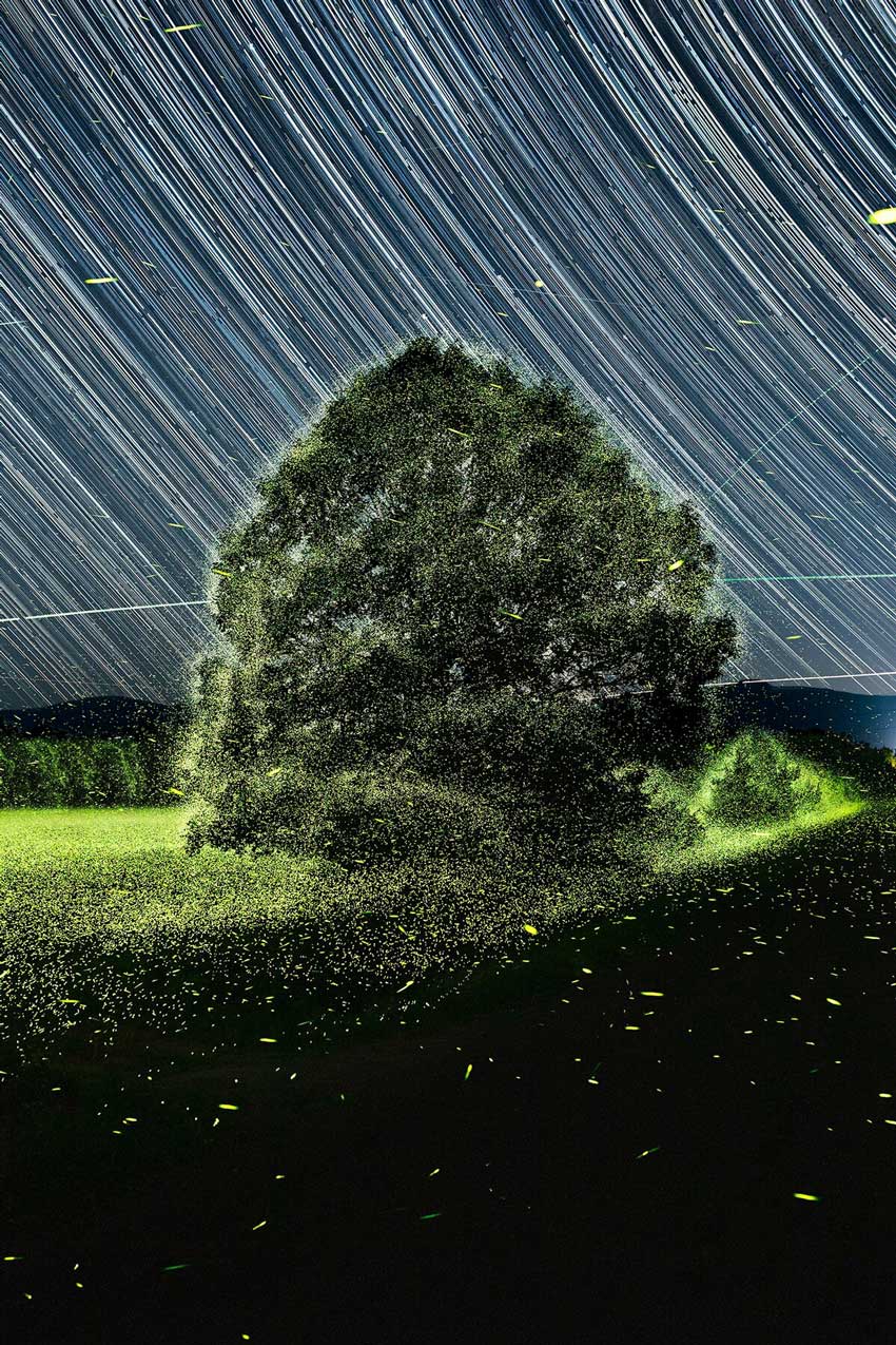 ギャラリー：神秘的なホタルの光が織りなす唯一無二の絶景 写真7点 | ナショナルジオグラフィック日本版サイト