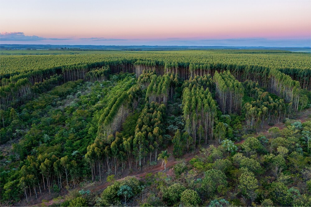 特集ギャラリー：森を救う四つの方法 写真10点（2022年5月号） | ナショナルジオグラフィック日本版サイト