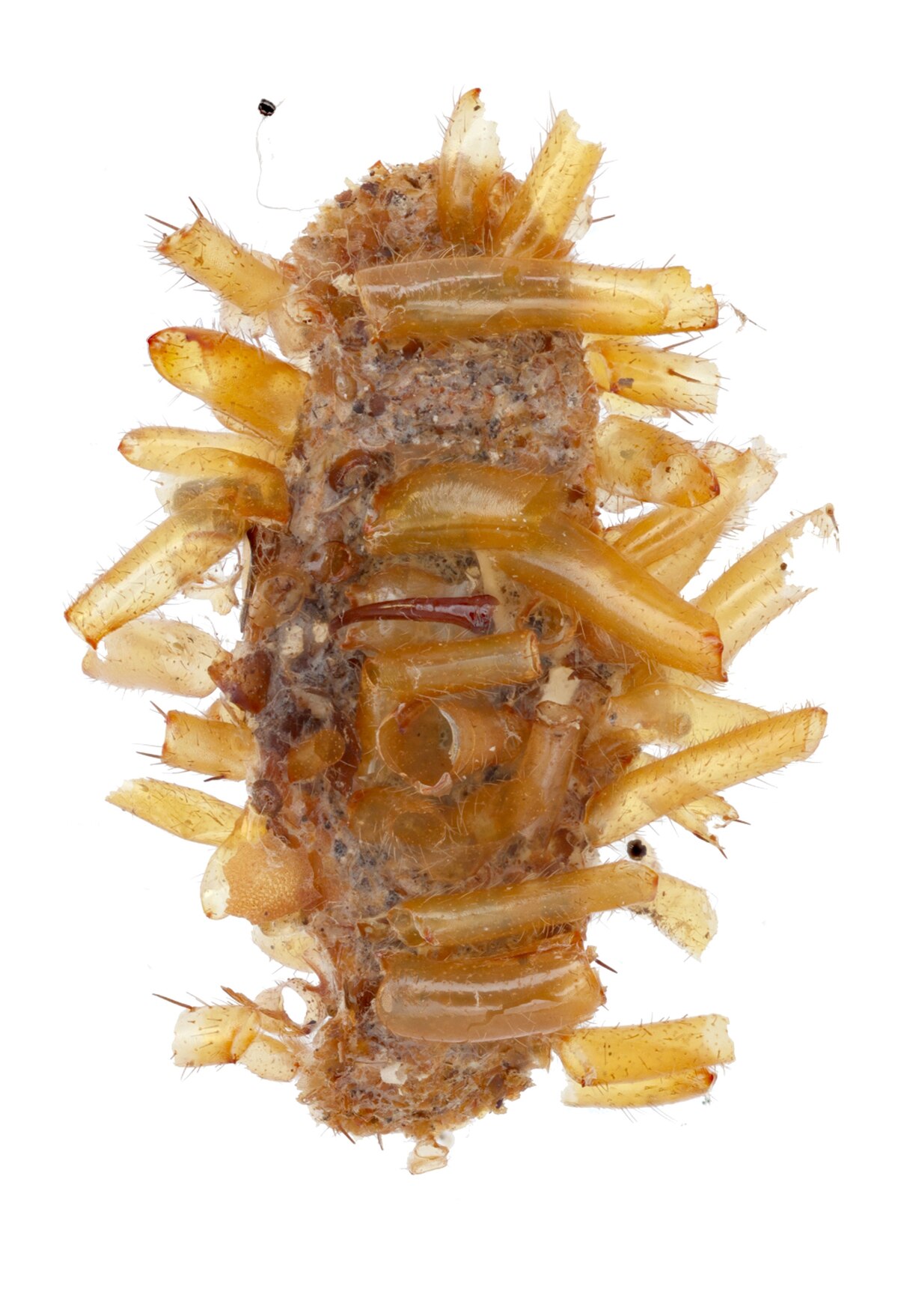 ギャラリー：昆虫の死骸で擬態する「ボーン・コレクター」肉食イモムシ 写真5点 | ナショナルジオグラフィック日本版サイト