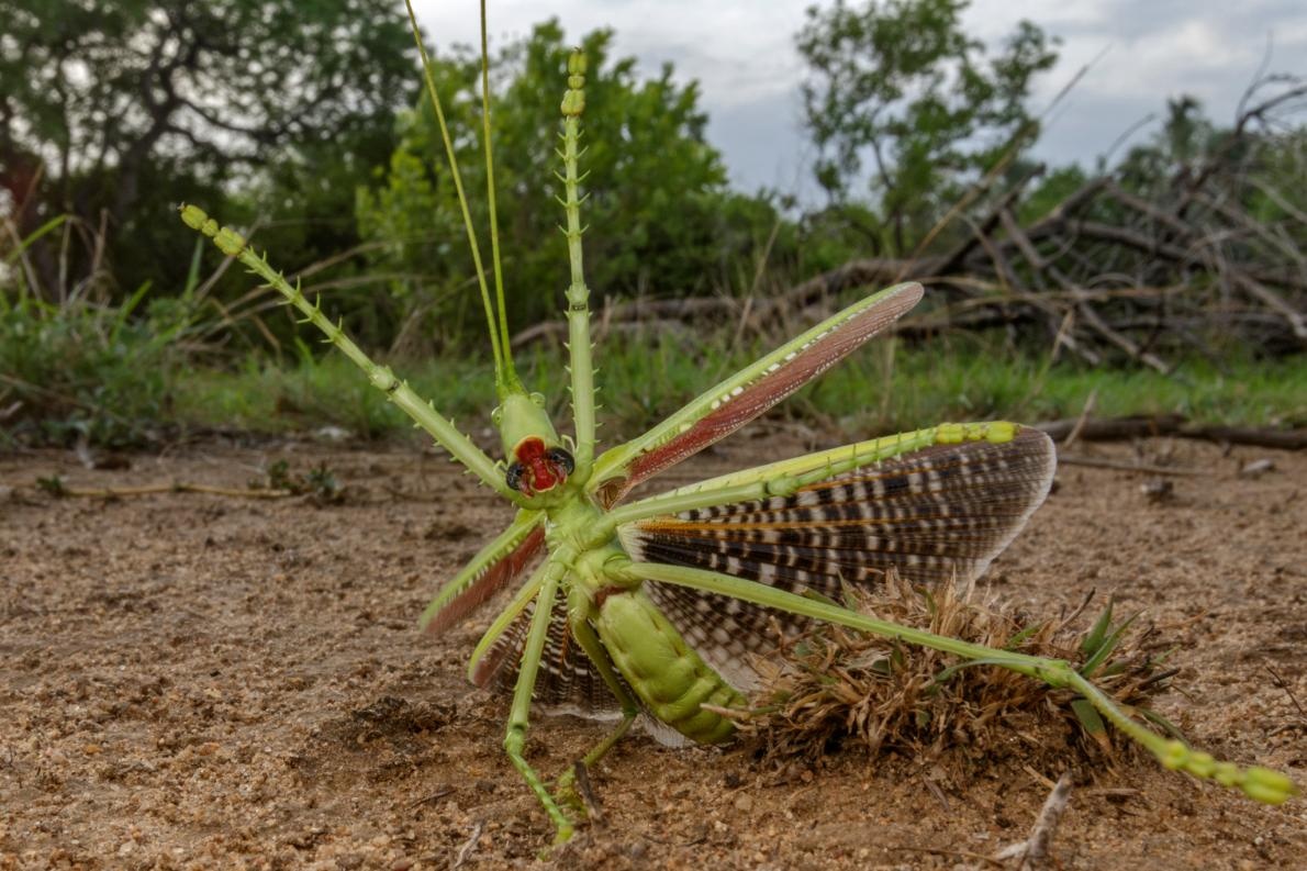 ギャラリー:モザンビーク驚異の昆虫たち(両生爬虫類も) 写真15点 ナショナルジオグラフィック日本版サイト