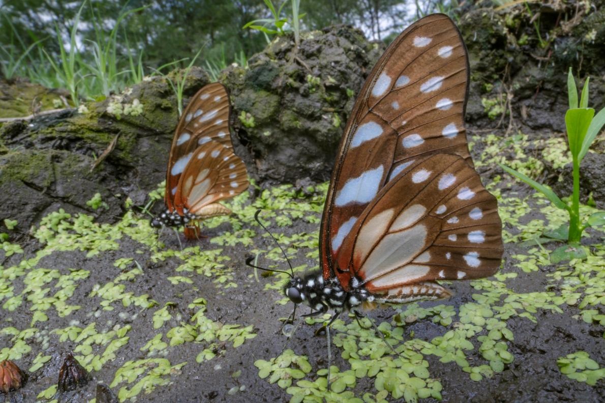 ギャラリー:モザンビーク驚異の昆虫たち(両生爬虫類も) 写真15点 ナショナルジオグラフィック日本版サイト