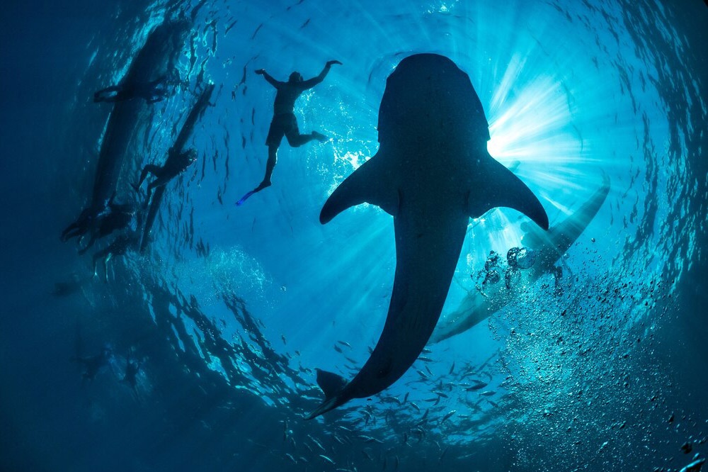 特集ギャラリー:フィリピン 輝きが陰るサンゴ礁 写真と図解12点(2022年6月号) ナショナルジオグラフィック日本版サイト