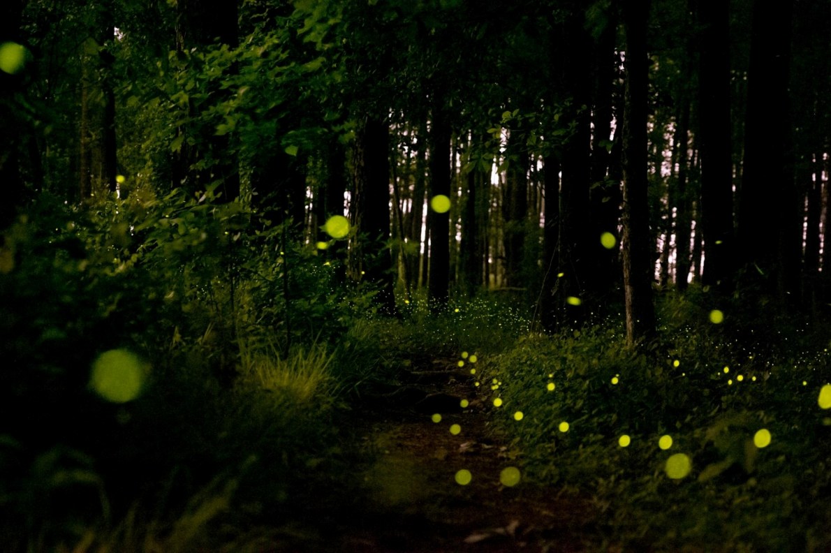 ギャラリー：なぜか同期して光るホタル、米国の森で調査 写真7点 | ナショナルジオグラフィック日本版サイト
