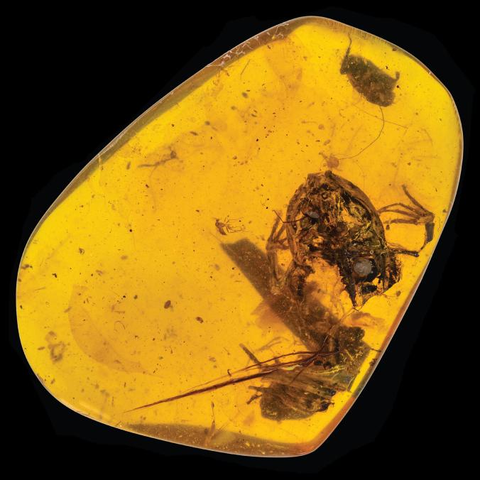 ギャラリー:9900万年前のカエル化石、熱帯雨林産で最古 写真5点 ギャラリー:9900万年前のカエル化石、熱帯雨林産で最古 写真5点
