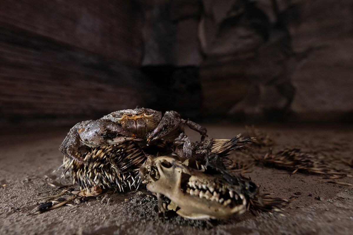ギャラリー：古代ローマの遺跡の下には「巨大」なカニが暮らしている 写真6点 | ナショナルジオグラフィック日本版サイト