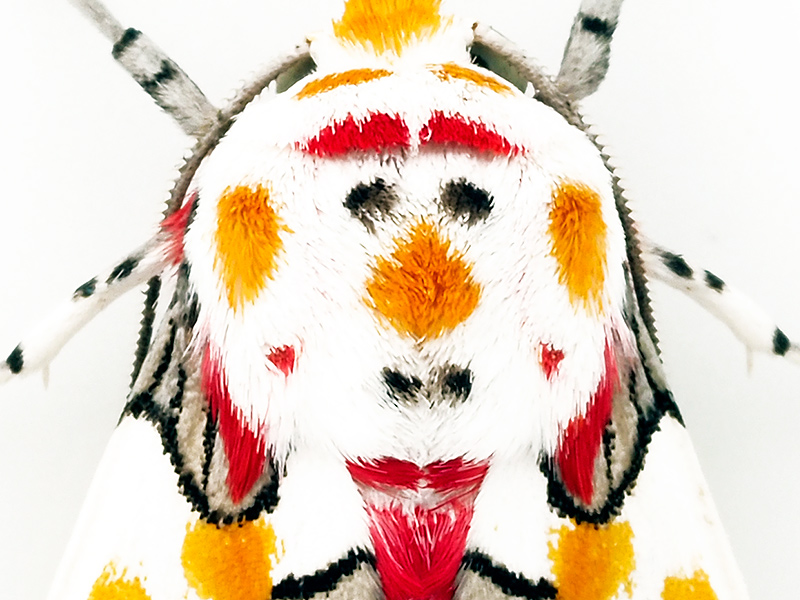 ギャラリー：インパクトを放つ個性的なガたちを一挙紹介 写真26点 | ナショナルジオグラフィック日本版サイト