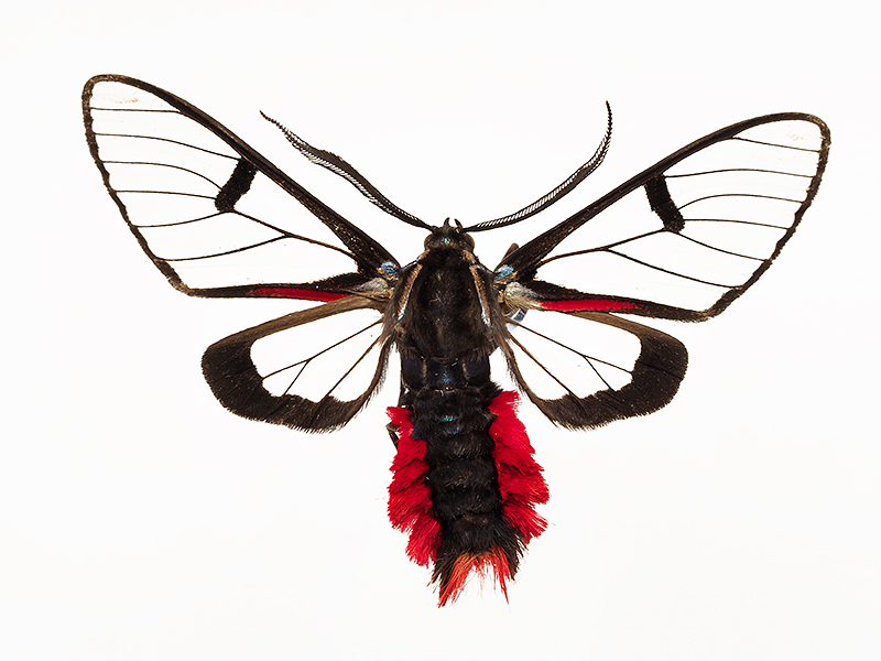 ギャラリー：インパクトを放つ個性的なガたちを一挙紹介 写真26点 | ナショナルジオグラフィック日本版サイト