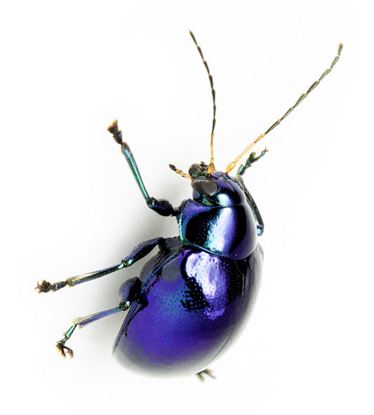 ギャラリー：キラキラ宝石 コスタリカのハムシ8種 | ナショナルジオグラフィック日本版サイト