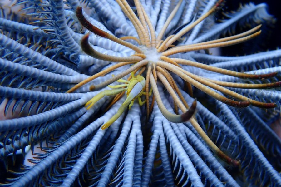 ギャラリー：ウミシダ、温暖化する未来の海の王者に 写真5点 | ナショナルジオグラフィック日本版サイト