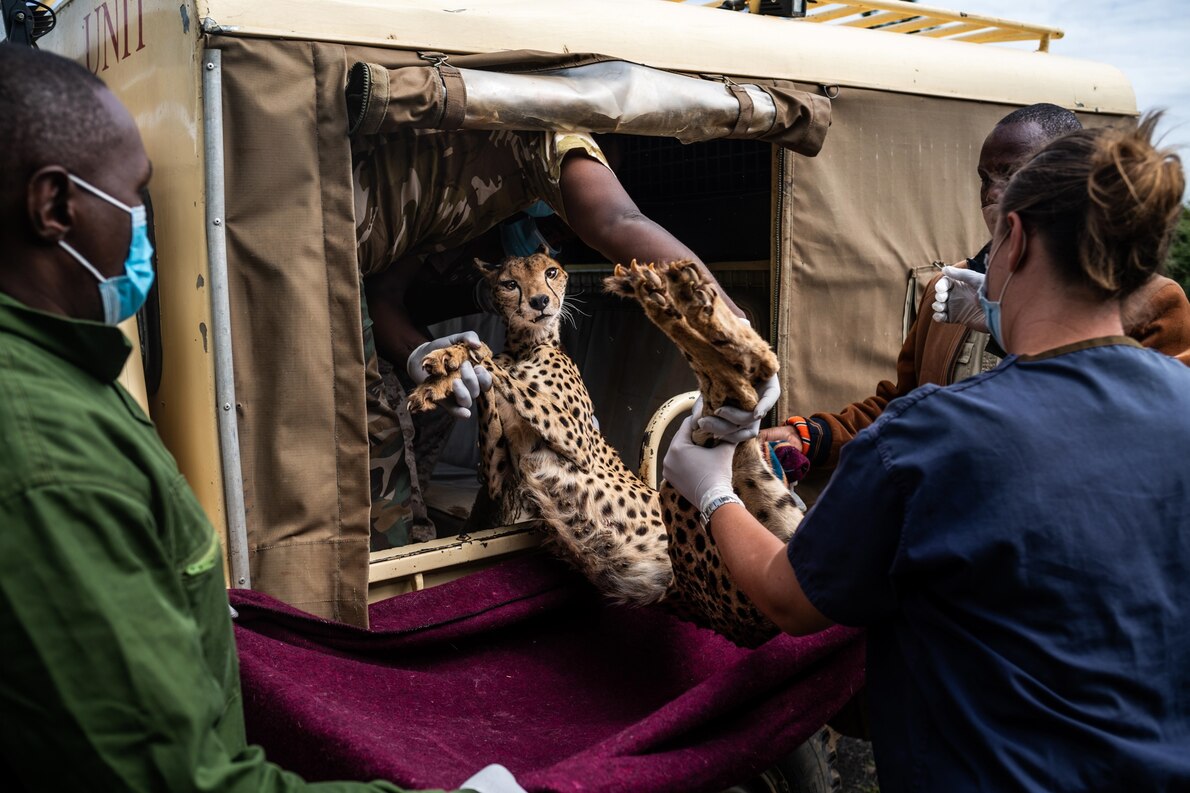 ギャラリー：守りたかった負傷チーター 3日間の記録 写真10点 | ナショナルジオグラフィック日本版サイト
