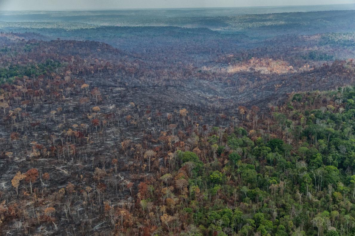 ギャラリー：アマゾン森林火災、放火の現場から無残な焼け跡まで 写真10点 ナショナルジオグラフィック日本版サイト