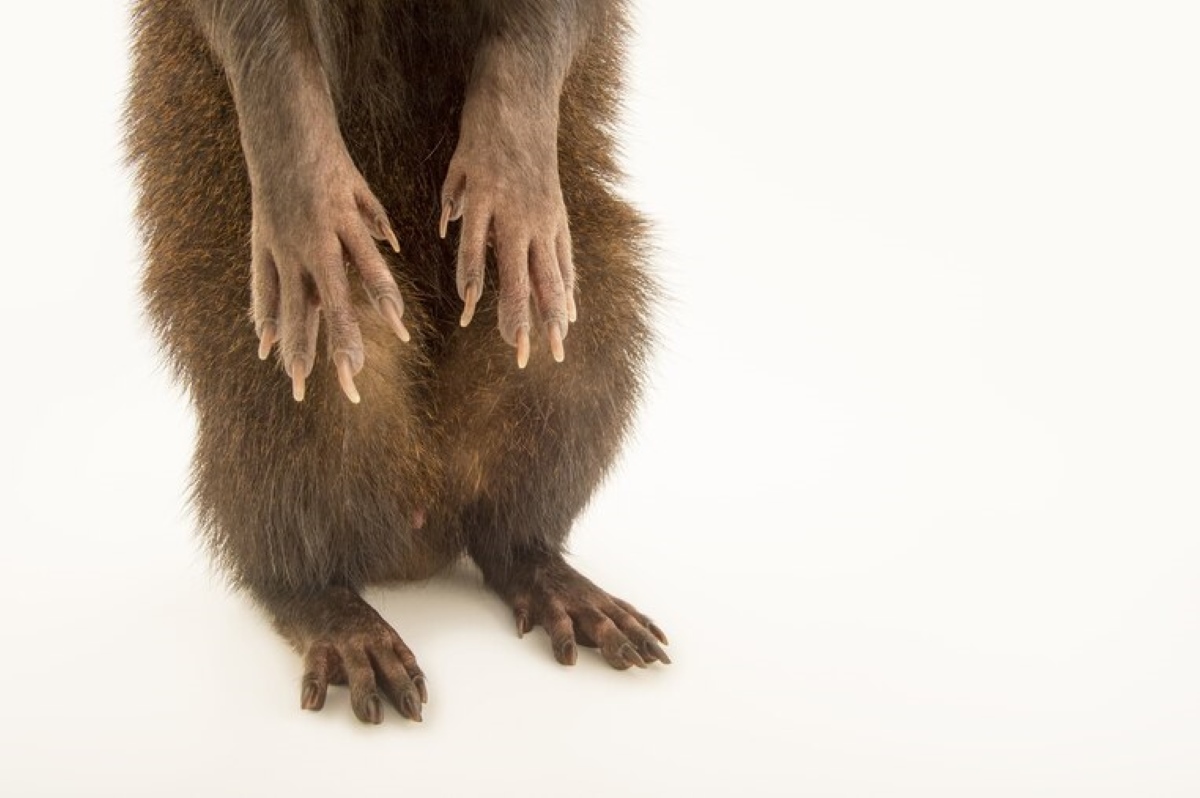 ギャラリー：マングース 写真4点 | ナショナルジオグラフィック日本版サイト