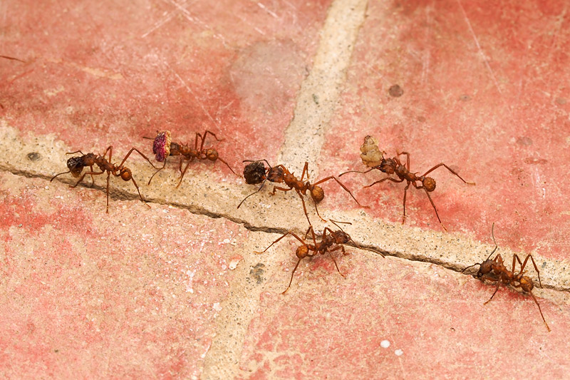 ギャラリー：夜中に台所でバナナをかじったハキリアリ 写真15点 | ナショナルジオグラフィック日本版サイト