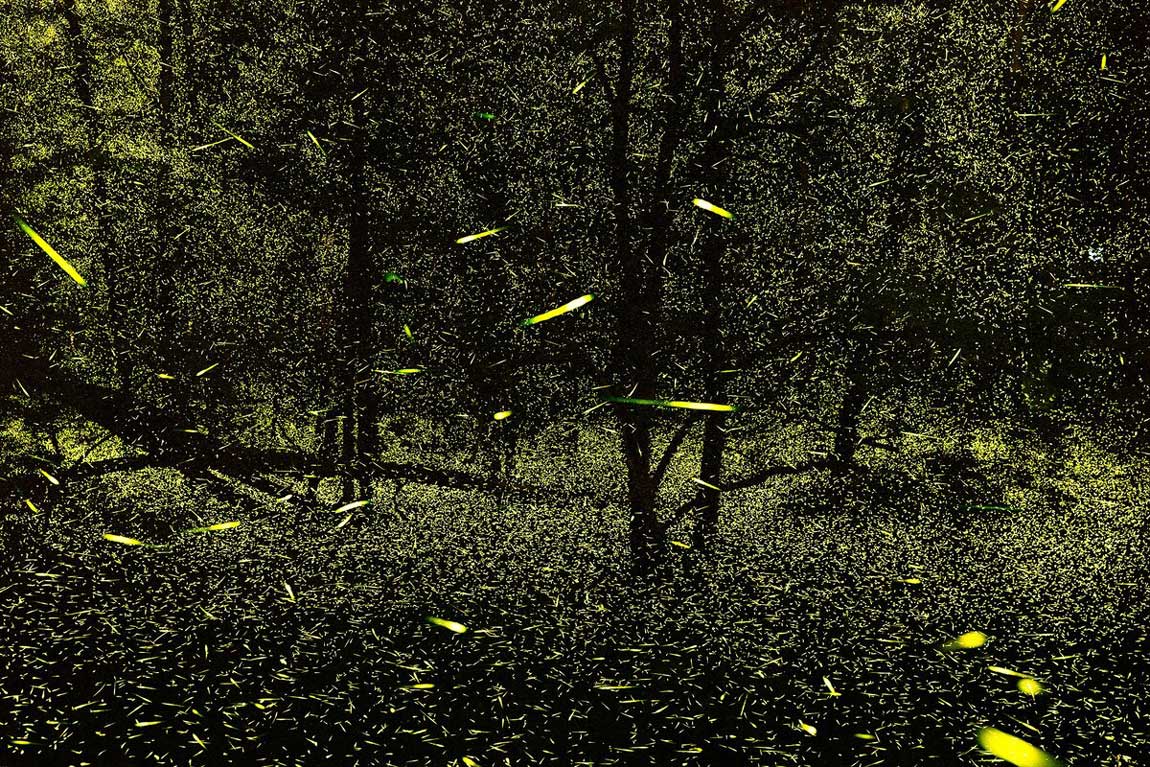 私たちはこの夏もホタルを見られるのか、謎多きホタルを守るには | ナショナル ジオグラフィック日本版サイト