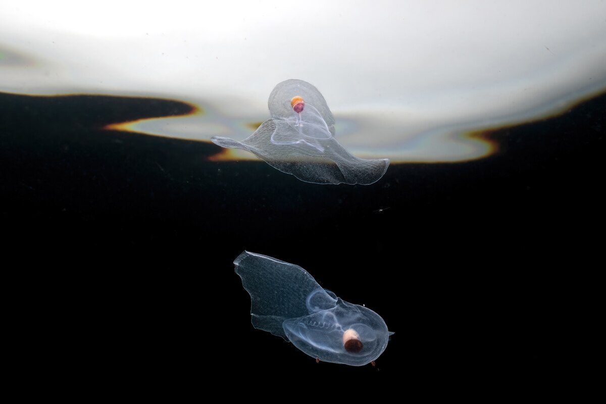 謎めく海の「ゼリープランクトン」たち、わかりはじめた大いなる世界 | ナショナル ジオグラフィック日本版サイト