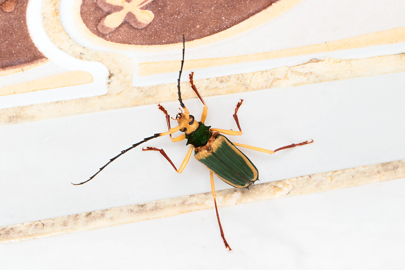 第113回 バスルームにやって来る昆虫写真館 | ナショナル ジオグラフィック日本版サイト