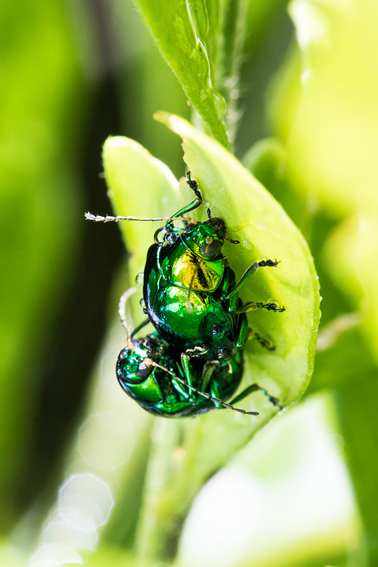 第140回 雨季を告げる雨、森は黄金色に染まった | ナショナル ジオグラフィック日本版サイト