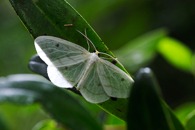 第164回 今年も「蛾週間」がやってきた！ インパクトを放つ個性的なガたちを一挙紹介 | ナショナル ジオグラフィック日本版サイト