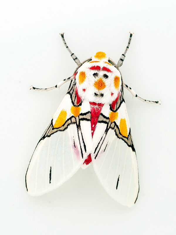 第164回 今年も「蛾週間」がやってきた！ インパクトを放つ個性的なガたちを一挙紹介 | ナショナル ジオグラフィック日本版サイト