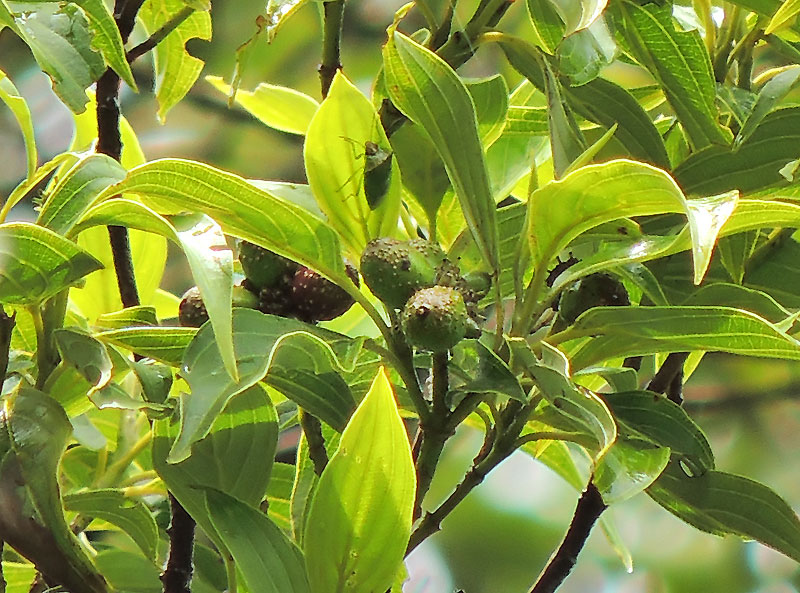 第107回 リスとグアバと森の生きもの | ナショナル ジオグラフィック日本版サイト